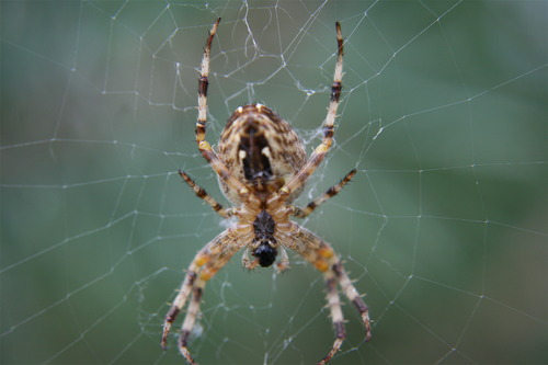 Minibeasts: Spiders | Teaching Resources