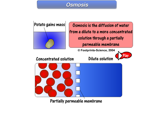Diffusion and osmosis lesson (Low to middle ability lesson + animations ...