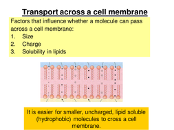 Cell membranes, osmosis, diffusion and facilitated diffusion to AS ...