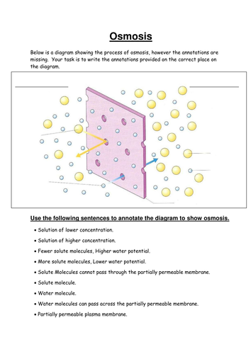 Cell membranes, osmosis, diffusion and facilitated diffusion to AS ...