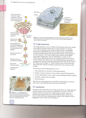 A level Biology - CELLS teaching materials | Teaching Resources