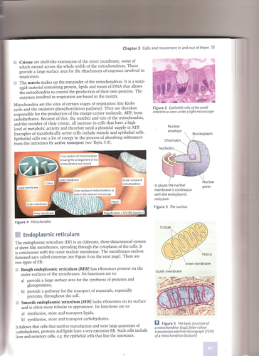A level Biology - CELLS teaching materials | Teaching Resources