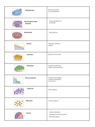A level Biology - CELLS teaching materials | Teaching Resources
