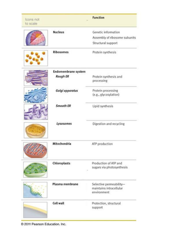 A level Biology - CELLS teaching materials | Teaching Resources
