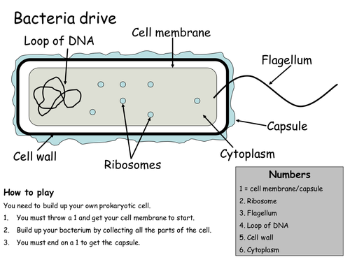 A level Biology - CELLS teaching materials | Teaching Resources