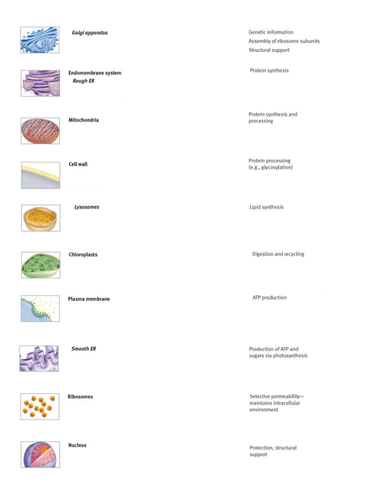 A level Biology - CELLS teaching materials | Teaching Resources
