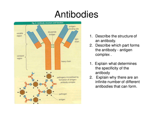 AS Biology - Immunity (Teaching materials, lesson plans, ppt files and ...