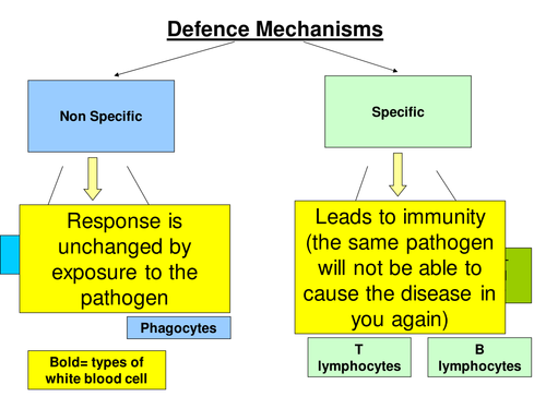 AS Biology - Immunity (Teaching materials, lesson plans, ppt files and ...