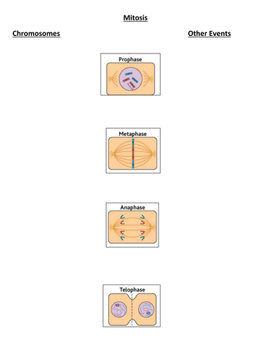 A Level Biology - Cell Cycle (Lesson materials, assessments and lesson ...
