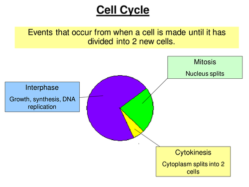 A Level Biology - Cell Cycle (Lesson materials, assessments and lesson ...