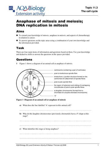 A Level Biology - Cell Cycle (Lesson materials, assessments and lesson ...