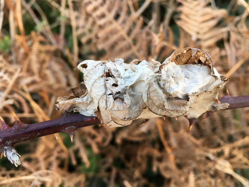 Minibeasts: Caterpillar Babies and Nests | Teaching Resources