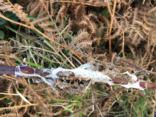 Minibeasts: Caterpillar Babies and Nests | Teaching Resources