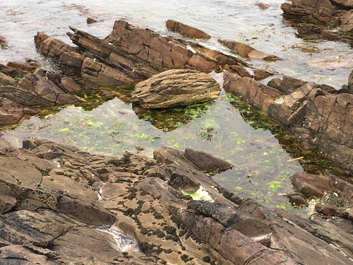 Rock Pools and the Seaside | Teaching Resources