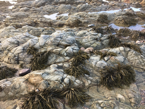 Rock Pools and the Seaside | Teaching Resources