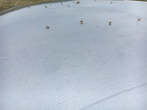 Minibeasts: Ants: Insects: Photo Collection (Part Two) | Teaching Resources