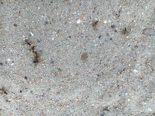 Minibeasts: Ants: Insects: Photo Collection (Part Two) | Teaching Resources