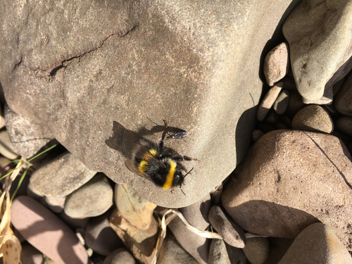 Minibeasts: Bumble-Bees | Teaching Resources