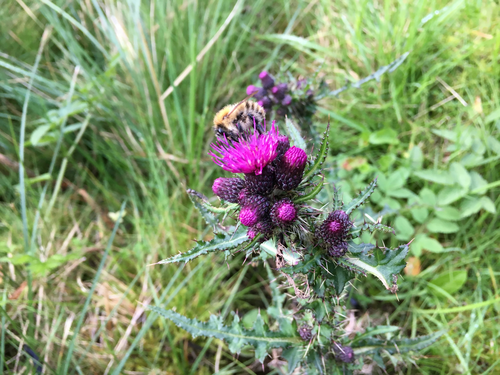 Minibeasts: Bumble-Bees | Teaching Resources