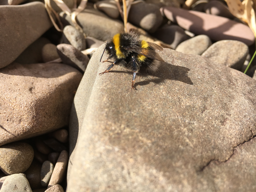 Minibeasts: Bumble-Bees | Teaching Resources