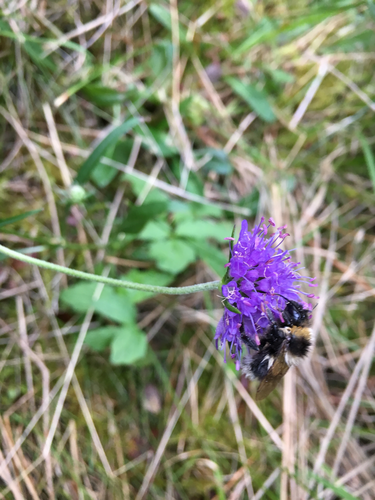 Minibeasts: Bumble-Bees | Teaching Resources