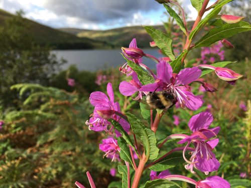 Minibeasts: Bumble-Bees | Teaching Resources