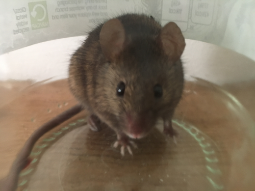 Mouse | Teaching Resources