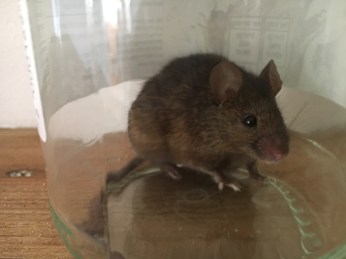 Mouse | Teaching Resources