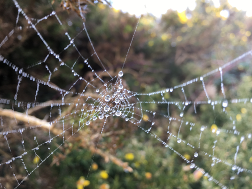 Minibeasts: Spiders | Teaching Resources
