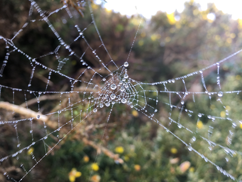 Minibeasts: Spiders | Teaching Resources