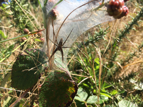 Minibeasts: Spiders | Teaching Resources