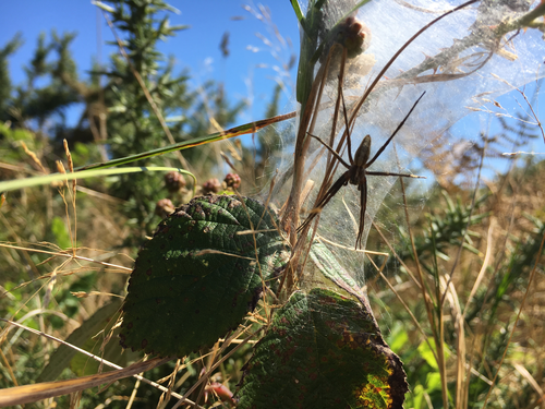 Minibeasts: Spiders | Teaching Resources