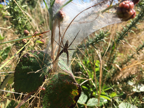 Minibeasts: Spiders | Teaching Resources