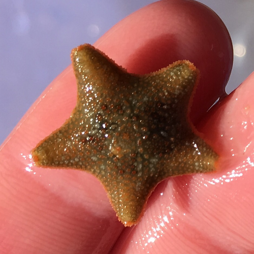Starfish | Teaching Resources