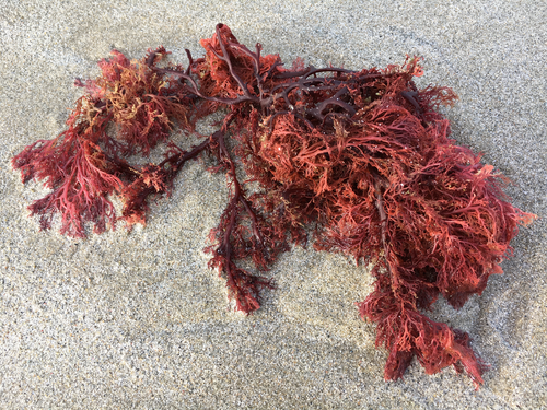 Seaweed: Plants: Seaside: Photo Collection (Part Two) | Teaching Resources