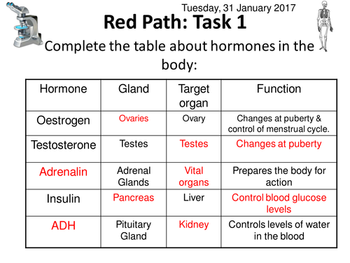AQA B1.2 Nerves and Hormones - Structured Revision | Teaching Resources