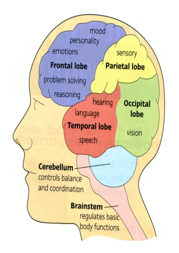 The Structure of the Brain (Part 1 of 2 Edexcel Biology 9-1) | Teaching ...