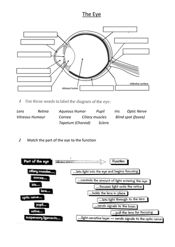 The Eye (Edexcel Biology 9-1) | Teaching Resources