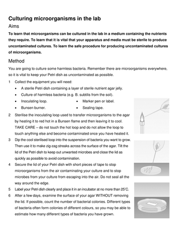 AQA- Infection and Response- Culturing Microbes (2 Lessons) | Teaching ...