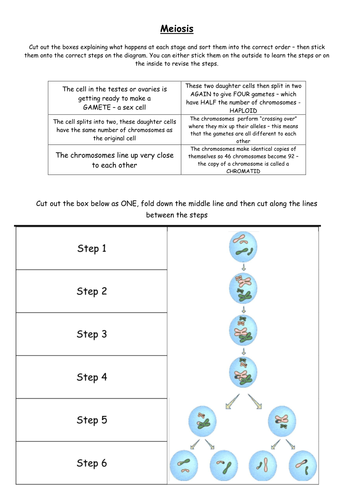 Meiosis Foldable | Teaching Resources