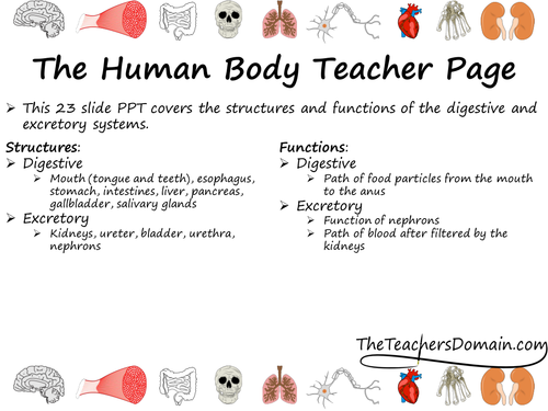 Human Body: Digestive and Excretory Systems Slide Show | Teaching Resources
