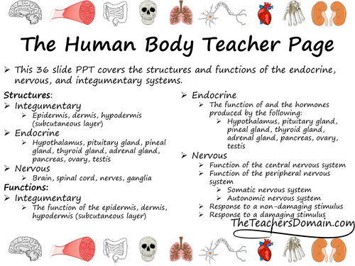 Human Body: Endocrine, Nervous, and Integumentary Systems Slide Show ...