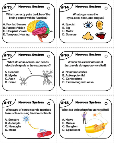 Nervous System Task Cards | Teaching Resources