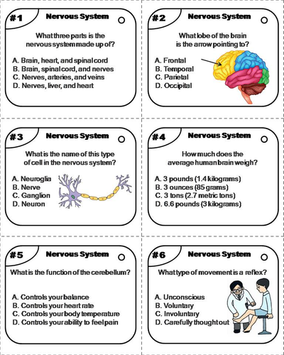 Nervous System Task Cards | Teaching Resources
