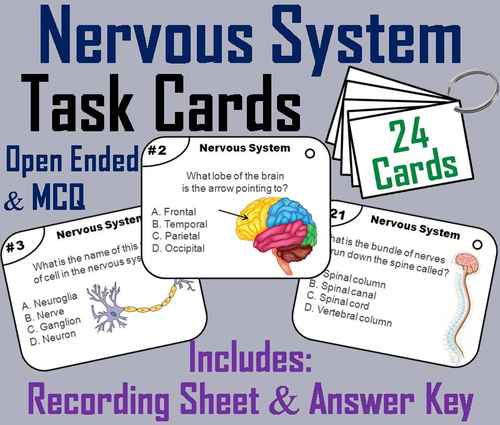 Nervous System Task Cards | Teaching Resources