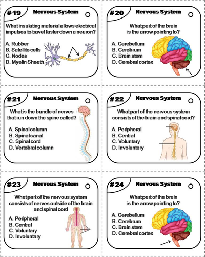 Nervous System Task Cards | Teaching Resources