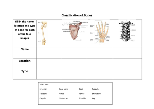 GCSE PE: Classification of Bones Worksheet | Teaching Resources