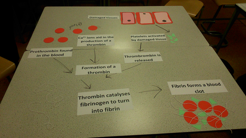 A Level Biology Non-Specific Immune Responses Lesson | Teaching Resources