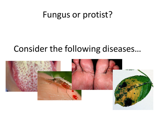 5.8 Diseases caused by fungi and protists NEW GCSE Biology ...