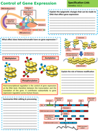 A Level Biology Control of Gene Expression Lesson by chalky1234567 ...